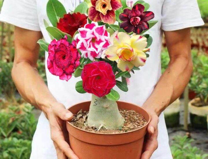 25 pcs Adenium multi petal Flower Seeds Home Outdoor | Lazada PH