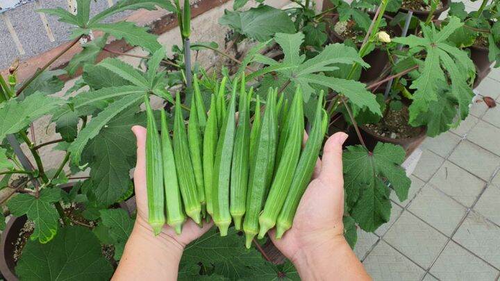 Naturefarm - Okra Hijau Torpedo F1 Hibrida - Benih Seribuan Repacking ...