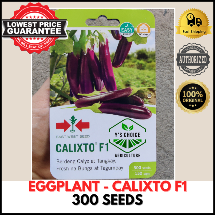 EAST-WEST SEEDS - EGGPLANT SEEDS - CALIXTO F1 HYBRID - 300 SEEDS ...
