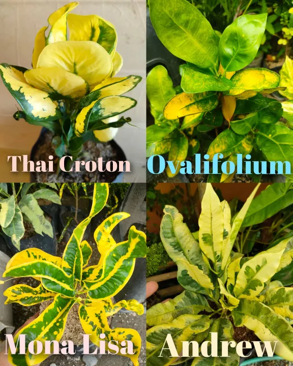 San Francisco Rare Varieties Plants(ANDREW, MONALISA, OVALIFOLIUM, THAI ...