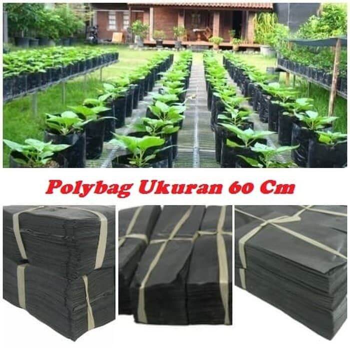 Plastik Polybag Polibag 60 x 60 Cm | Lazada Indonesia