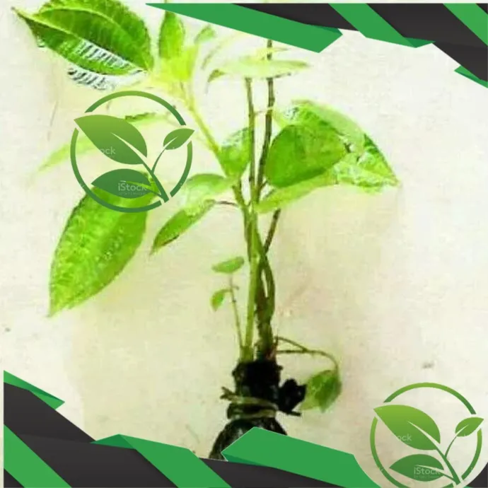 Bibit Tanaman Herbal Pohpohan | Pohon Pohpohan Hidup | tanaman Pohpohan ...