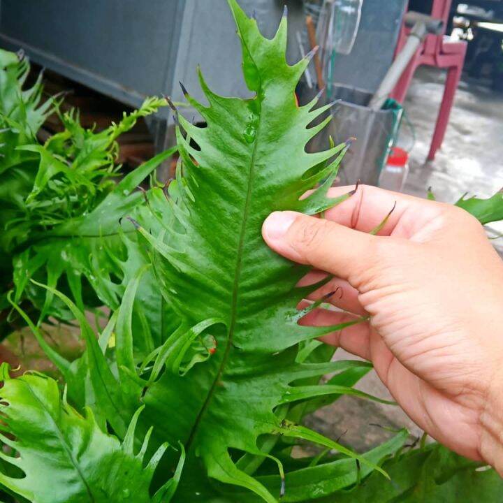 Exotic Plant - Microsorum "Dragon Wing Fern" | Lazada