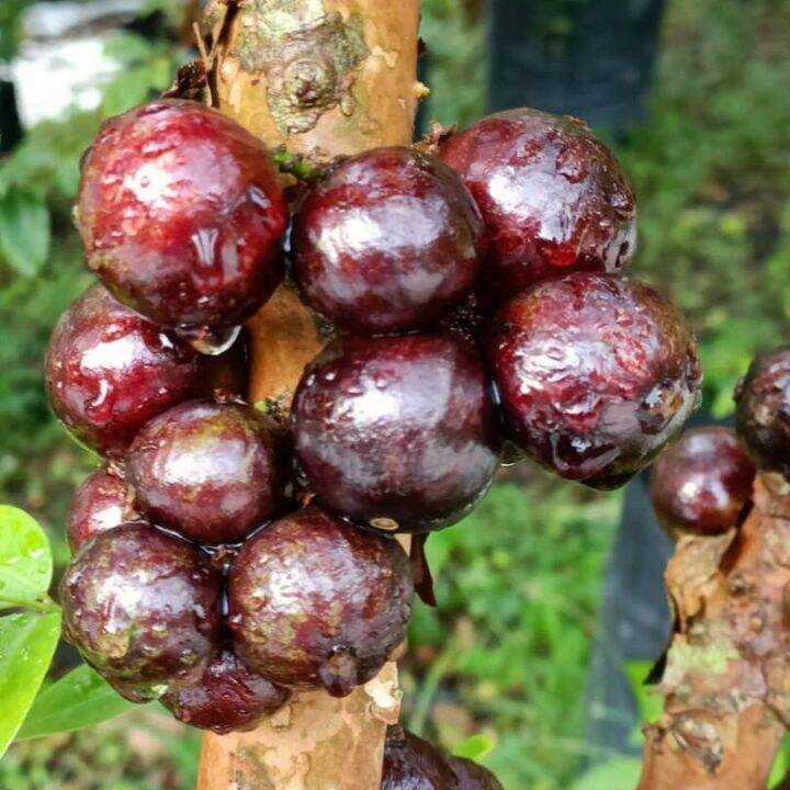 [Fruit] Taiwan Aisaka Jaboticaba Brazilian Grape Tree Pokok Anggur ...