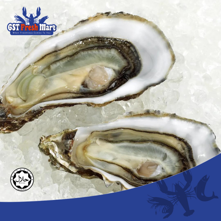 FROZEN PREMIUM HALF SHELL OYSTER 12PCS/PKT 冷冻半壳生蚝 - GST FRESH MART | Lazada