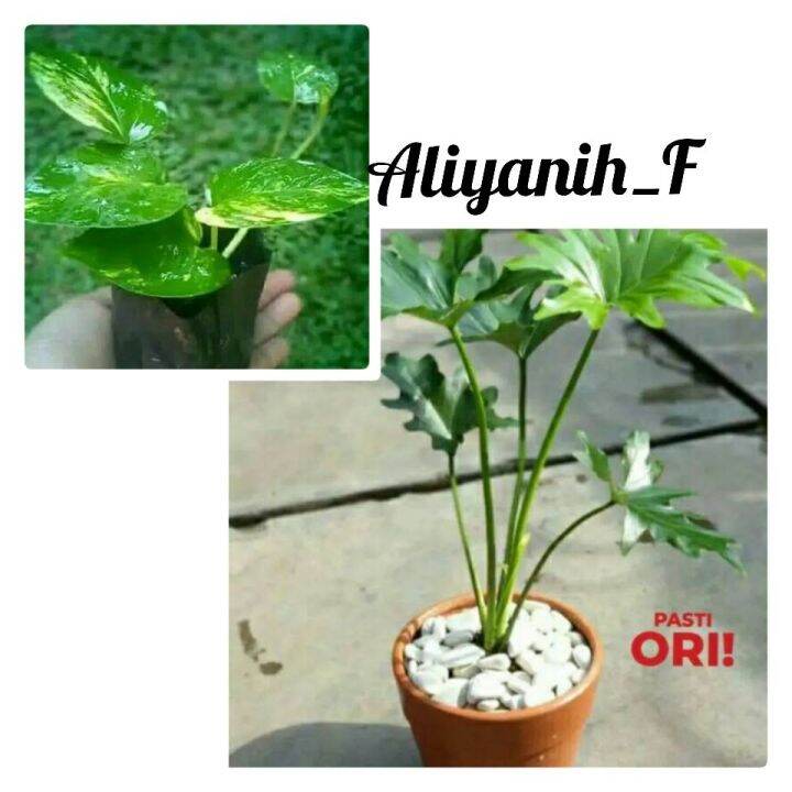 paket tanaman hias 2 jenis,,selloum/Philo jari &sirigading Belanda ...