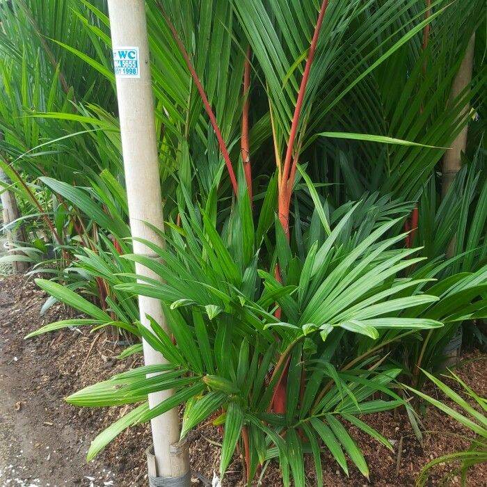 pohon palem merah 1,5 meter | Lazada Indonesia