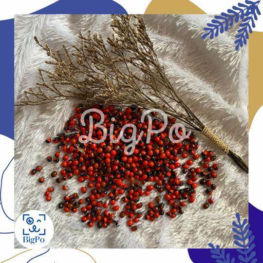 (10 biji) Kolase Biji Saga Merah Hitam Biji Saga Rambat Biji Saga Telik ...