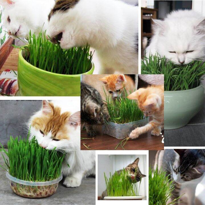 [High Germination] 100% Natural Cat Grass Seeds for Planting Green ...