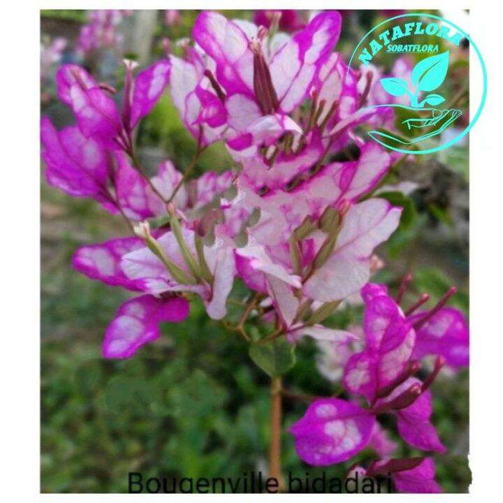 TANAMAN HIAS BUGENVIL BUNGA KERTAS//BIDADARI / TANAMAN HIAS BUGENVIL ...