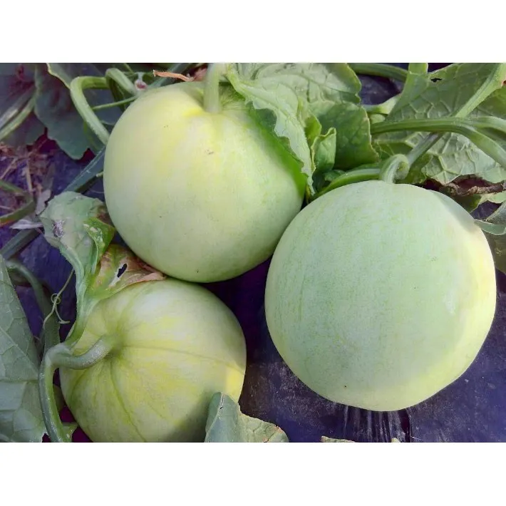 Bihirang Japan matamis na berdeng kayamanan melon, buto ng prutas at ...