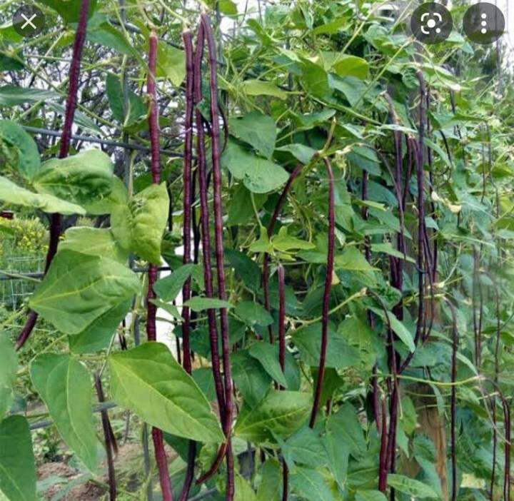 5 Seeds for Planting Red Sitaw String Pole Beans Binhi Pantanim | Lazada PH