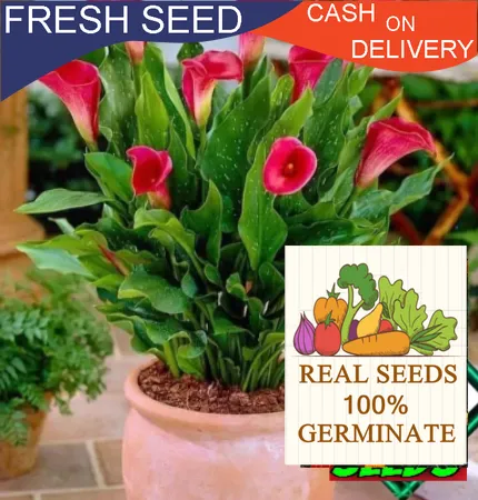 Calla Lily Seeds Red CLL7 High germination Flower Seeds like our other ...