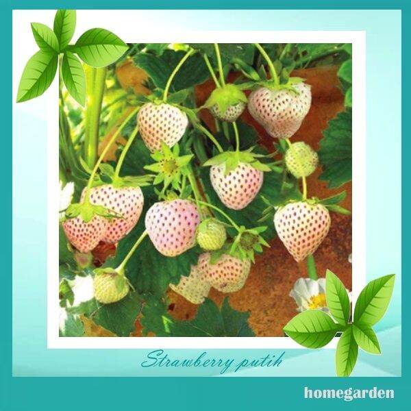 Benih Strawberry Putih Bibit Strawberry Bibit Tanaman Buah Benih Kebun ...