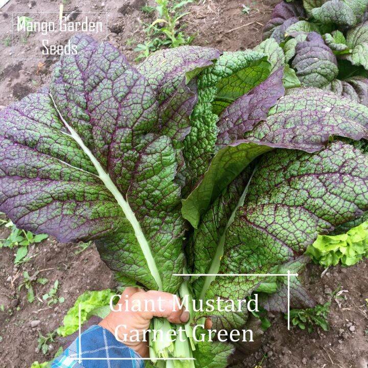 *Giant* Garnet Green Mustard Seed - 200 Seed *Pot Friendly* Tanam Pasu ...