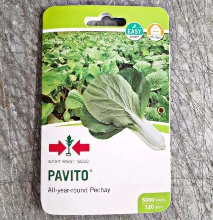PAVITO OPV PECHAY (5000 SEEDS) PETCHAY by EAST WEST SEED | Lazada PH