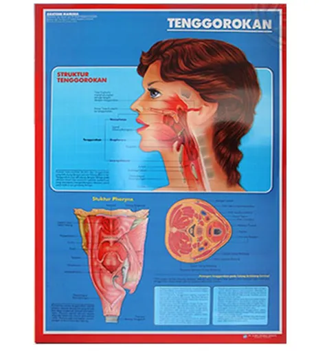 POSTER ANATOMI ORGAN TUBUH TENGGOROKAN MANUSIA / KESEHATAN / KEDOKTERAN ...