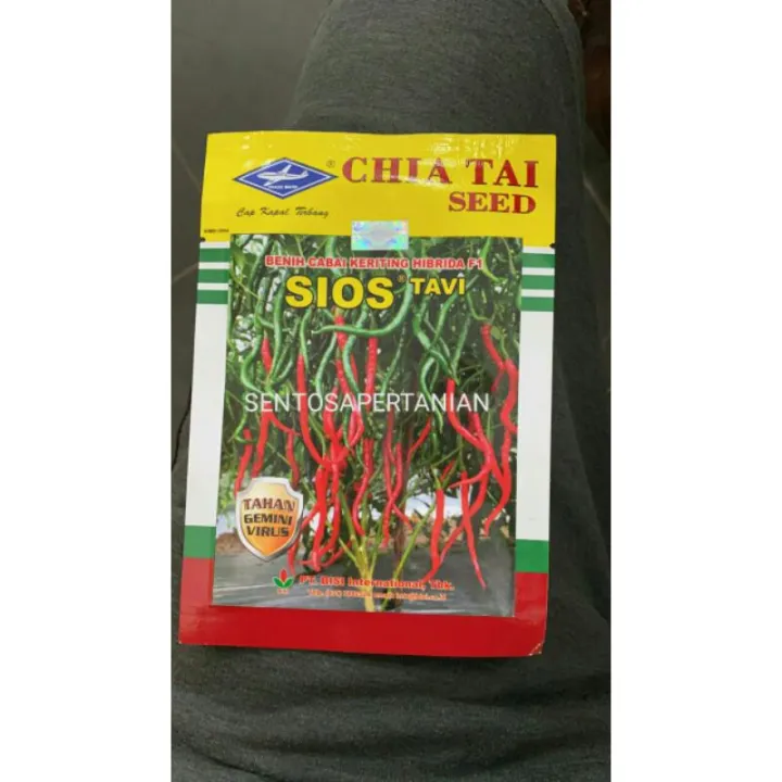 benih cabai keriting HIBRIDA F1 SIOS TAVI 10gr dari BISI | Lazada Indonesia