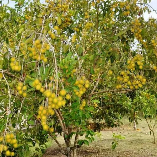 ANAK POKOK RAMBUTAN GADING (KUNING) | Lazada