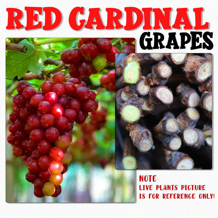 Tropical Garden RED CARDINAL GRAPES FRUIT CUTTINGS Easy to plant and ...