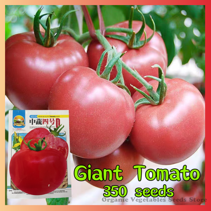350 Seeds High Yield Giant Tomato Seeds for Planting Benih Tomato Besar ...