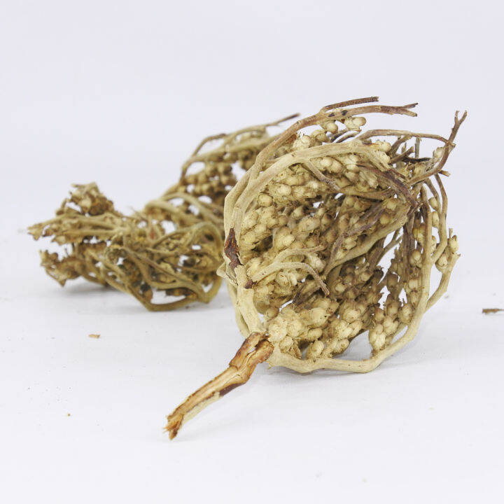 Akar rumput fatimah/herbal pembantu persalinan 50Gr Original | Lazada ...