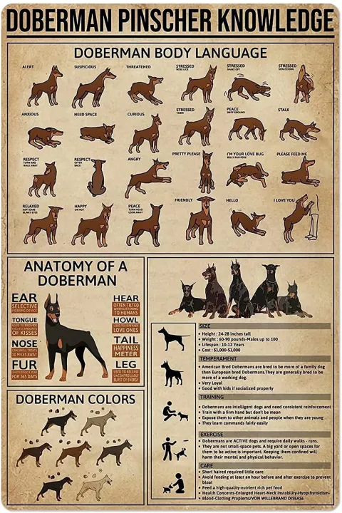 Doberman Pinscher Dog Knowledge Metal Tin Sign Doberman Body Language ...