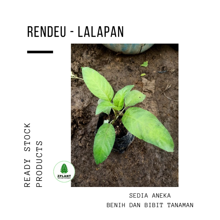 bibit pohon rendeu lalapan sunda | Lazada Indonesia