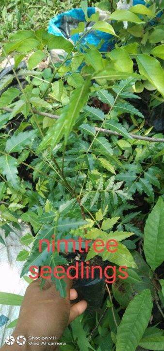 neem tree seedlings | Lazada PH