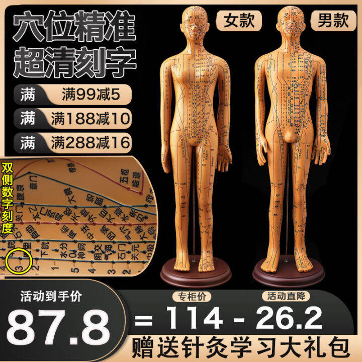 Badan Manusia Meridian Titik Akupunktur Model Orang Akupunktur Dua ...