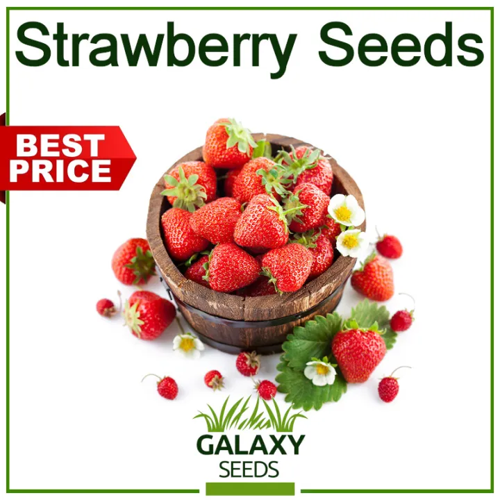 [Galaxy Seeds] Value Pack - Bonsai Strawberry Seeds for Planting ...