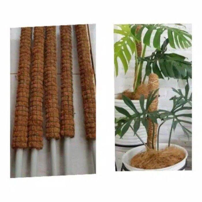 Rambatan | turus penyangga tanaman rambat panjang 60cm | Lazada Indonesia