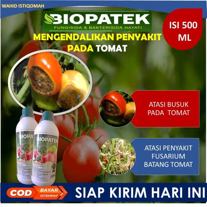 (PROMO) BIOPATEK Obat Layu Daun dan Busuk Buah TOMAT - Fungisida Hayati ...