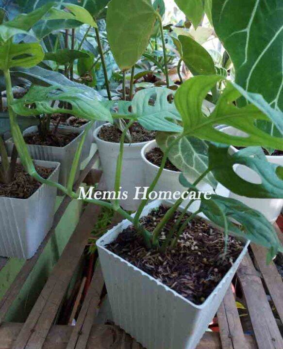 Monstera Adansonii Plant / Swiss Cheese Plant (potted medium size plant ...