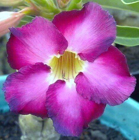 benih Adenium obesum Ultra violet | Lazada PH