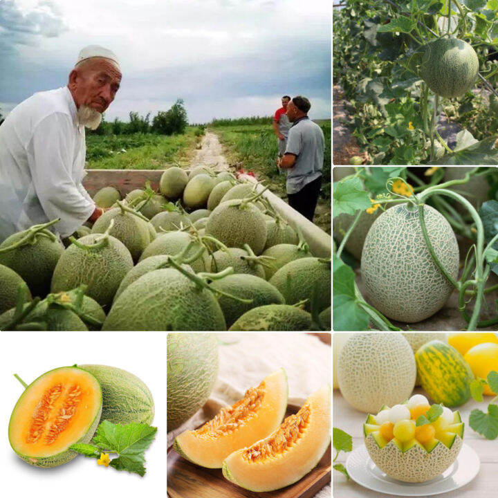 Malaysia Ready Stock 100pcs/bag Hami Melon Seeds High Quality and Easy ...