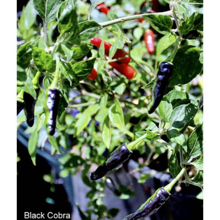 BLACK COBRA CHILLI SEEDS | Lazada PH
