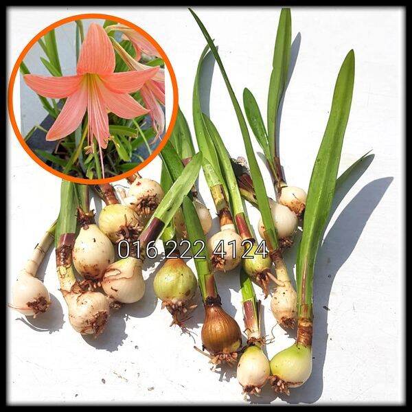 Pokok Lily @ Amaryllis Belladonna (Bulb/bawang) REAL PLANT | Lazada