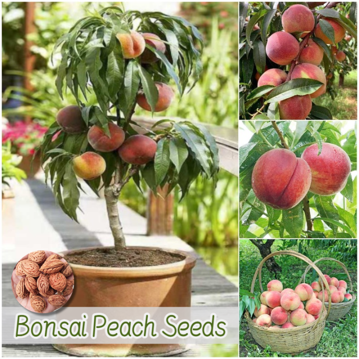[Easy to grow in Malaysia] Fresh Sweet Peach Seeds Fruit Seeds for Planting and Gardening (5 ...