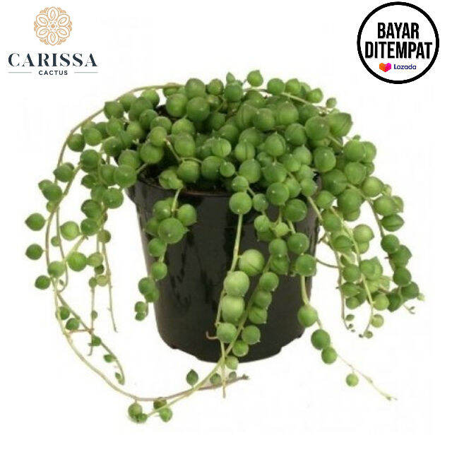 CARISSA CACTUS | Tanaman Hidup String Of Pearls Tasbih Bunga hias ...