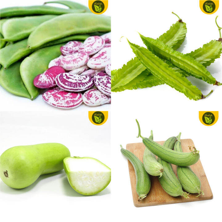 All in! 4 in 1 High Quality Vegetable Seeds: Patola Upo Sigarilyas Lima ...