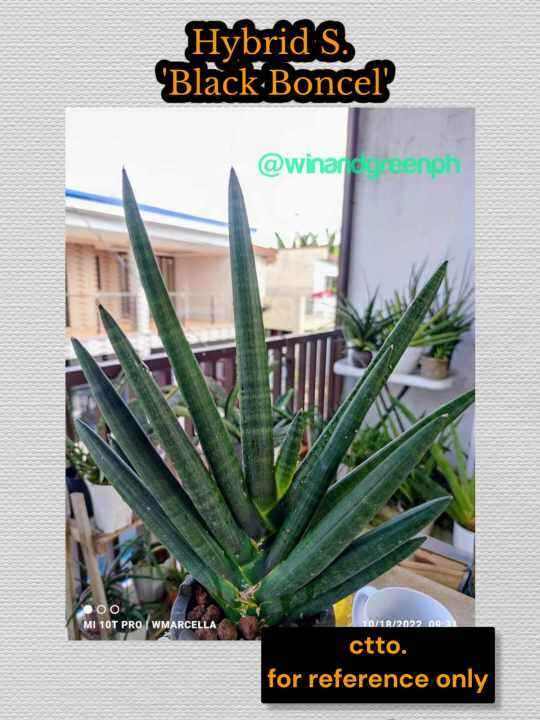 Sansevieria Hybrid Black Boncel | Lazada PH