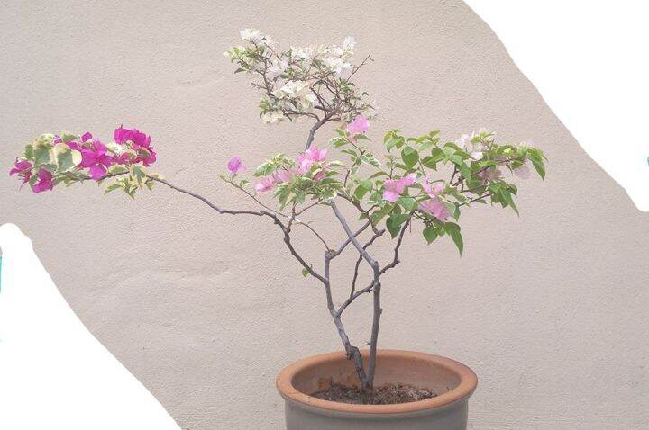 Bougainvillea Tri Color Pokok Bunga Kertas Kahwin 3 Warna Kacukan | Lazada