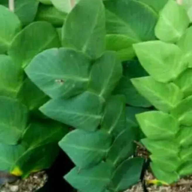 bibit tanaman rambat dolar daun besar - pohon dolar daun besar | Lazada ...