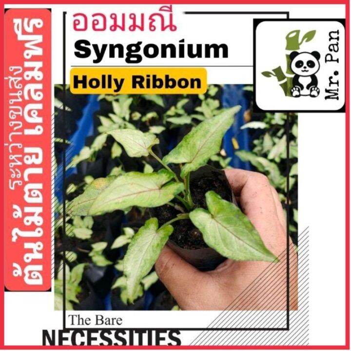 Nadthida Syngonium Holly Ribbon ออมมณี ไม้มงคล ซินโกเนี่ยม โฮลลี่ ริบบอน 1 Nadtida ต้นไม้ตาย ...