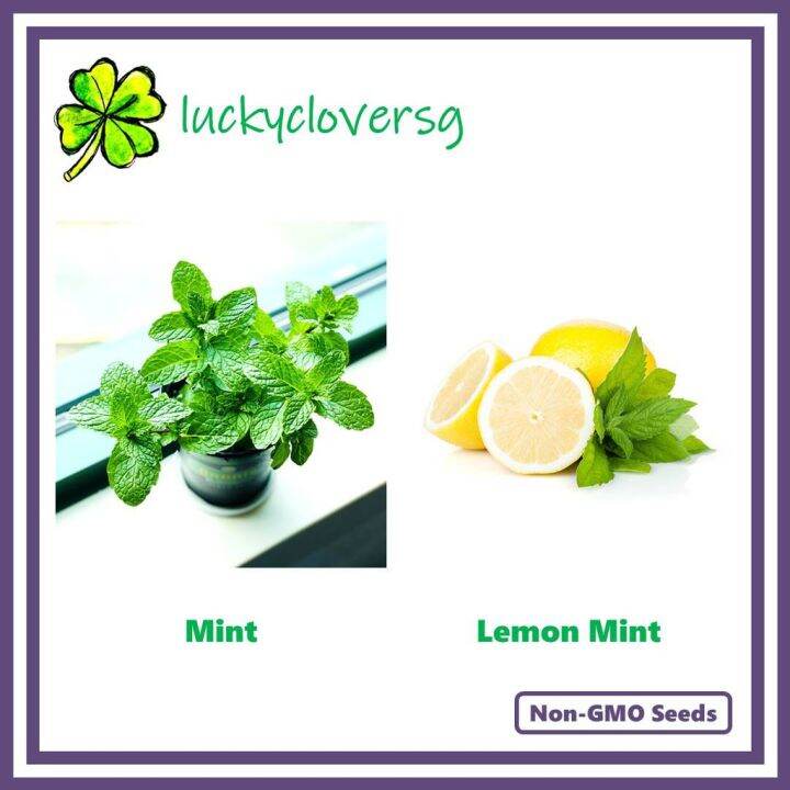 [Buy three Get Ten] Mint Leaf / Lemon Mint / Leaves / Mentha - *Seeds ...