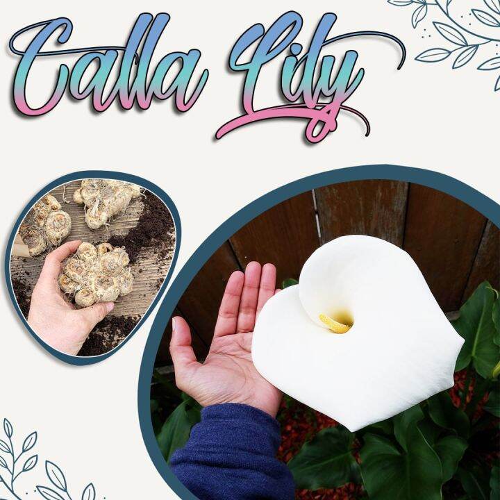 GIANT CALLA LILY BULBS grows the large, classic, white, cup-like flower ...