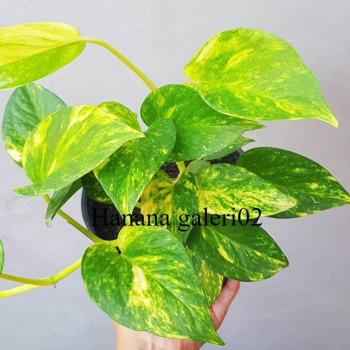 sirih gading kuning | Lazada Indonesia