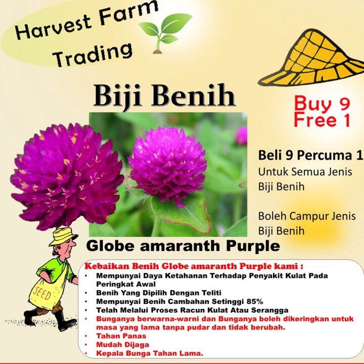 Biji Benih Bunga Butang 20Pcs+- Gomphrena globosa Globe amaranth Seeds ...