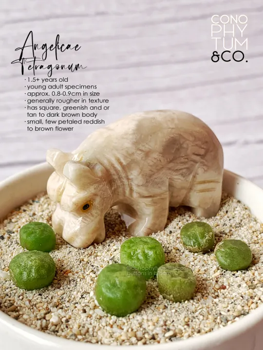 Conophytum Angelicae Rare Pea-Like Cone Dwarf Succulent Plants | Lazada PH